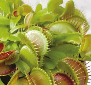 venus fly trap (dionaea muscipula) 3" pot live plant