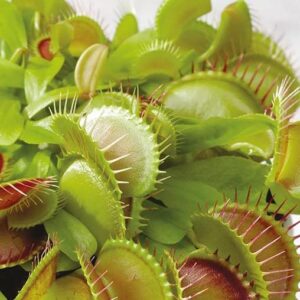 Venus Fly Trap (Dionaea muscipula) 3" Pot Live Plant