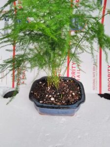 fern leaf plumosus asparagus fern - bonsai pot 4x4x2