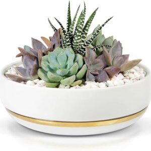 Willowy 6 Inch Succulent Pot with Drainage - Shallow Succulent Planter with Glossy White Finish and Gold Trim - No Plants Included