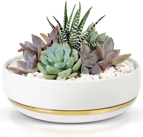 Willowy 6 Inch Succulent Pot with Drainage - Shallow Succulent Planter with Glossy White Finish and Gold Trim - No Plants Included