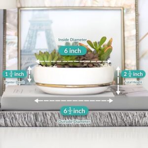 Willowy 6 Inch Succulent Pot with Drainage - Shallow Succulent Planter with Glossy White Finish and Gold Trim - No Plants Included