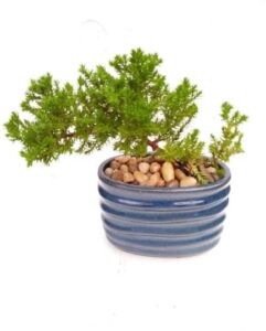 japanese juniper bonsai starter tree 4'' blue vase