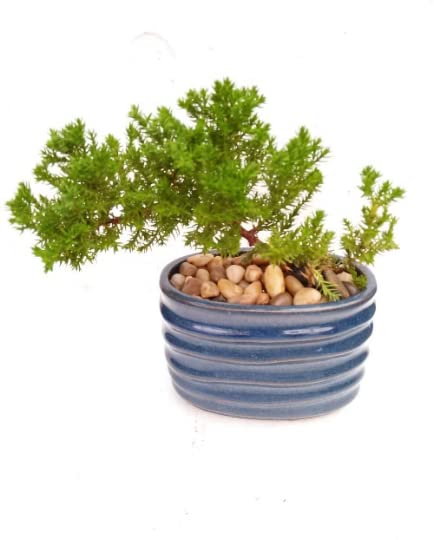 Japanese Juniper Bonsai Starter Tree 4'' Blue Vase