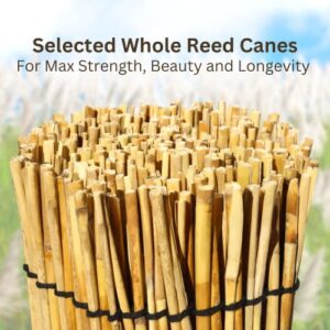 Sukkot Hadar- Kosher Reed Schach-Natural Reed Sukkha Mat, Highly Dense Whole Reed Peeled– Easy Assembly – 6x8-Feet