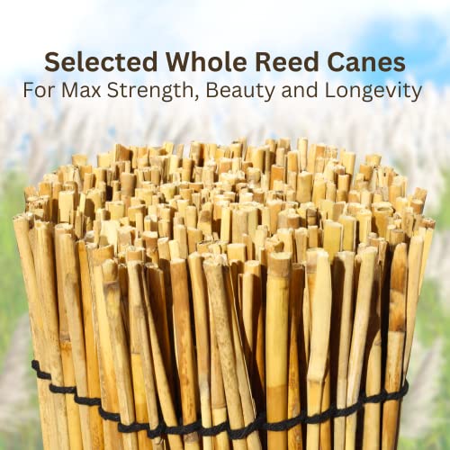 Sukkot Hadar- Kosher Reed Schach-Natural Reed Sukkha Mat, Highly Dense Whole Reed Peeled– Easy Assembly – 6x8-Feet