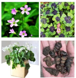 green shamrock bulbs 15 luck oxalis bulbs to plant, easy to grow indoors outside the novice gardener's choice