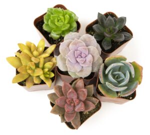 altman plants, live succulents plants live houseplants (6pk), succulents live plants live house plants indoors live, live cactus plants live cacti succulent plants live indoor plants live houseplants