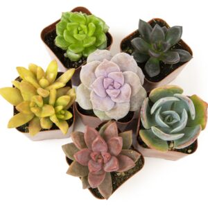 Altman Plants, Live Succulents Plants Live Houseplants (6PK), Succulents Live Plants Live House Plants Indoors Live, Live Cactus Plants Live Cacti Succulent Plants Live Indoor Plants Live Houseplants