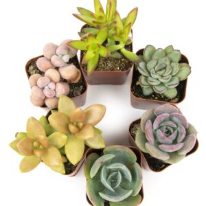 Altman Plants, Live Succulents Plants Live Houseplants (6PK), Succulents Live Plants Live House Plants Indoors Live, Live Cactus Plants Live Cacti Succulent Plants Live Indoor Plants Live Houseplants