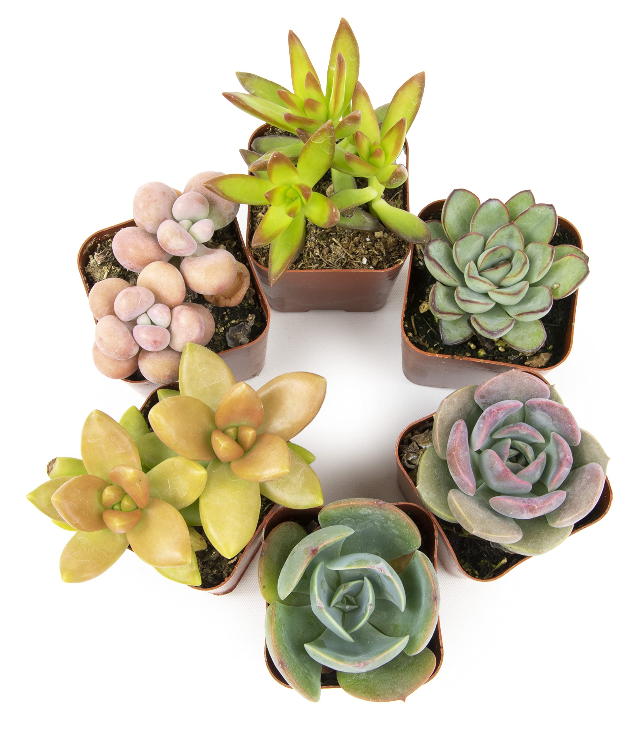 Altman Plants, Live Succulents Plants Live Houseplants (6PK), Succulents Live Plants Live House Plants Indoors Live, Live Cactus Plants Live Cacti Succulent Plants Live Indoor Plants Live Houseplants