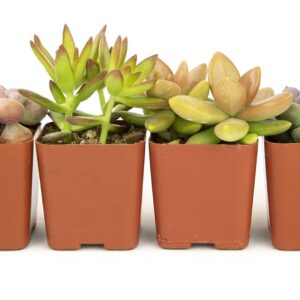 Altman Plants, Live Succulents Plants Live Houseplants (6PK), Succulents Live Plants Live House Plants Indoors Live, Live Cactus Plants Live Cacti Succulent Plants Live Indoor Plants Live Houseplants