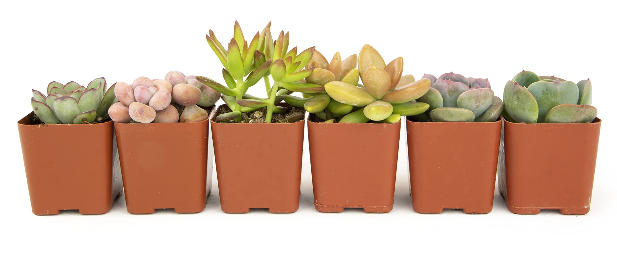 Altman Plants, Live Succulents Plants Live Houseplants (6PK), Succulents Live Plants Live House Plants Indoors Live, Live Cactus Plants Live Cacti Succulent Plants Live Indoor Plants Live Houseplants