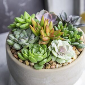 Altman Plants, Live Succulents Plants Live Houseplants (6PK), Succulents Live Plants Live House Plants Indoors Live, Live Cactus Plants Live Cacti Succulent Plants Live Indoor Plants Live Houseplants