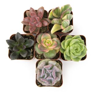 Altman Plants, Live Succulents Plants Live Houseplants (6PK), Succulents Live Plants Live House Plants Indoors Live, Live Cactus Plants Live Cacti Succulent Plants Live Indoor Plants Live Houseplants