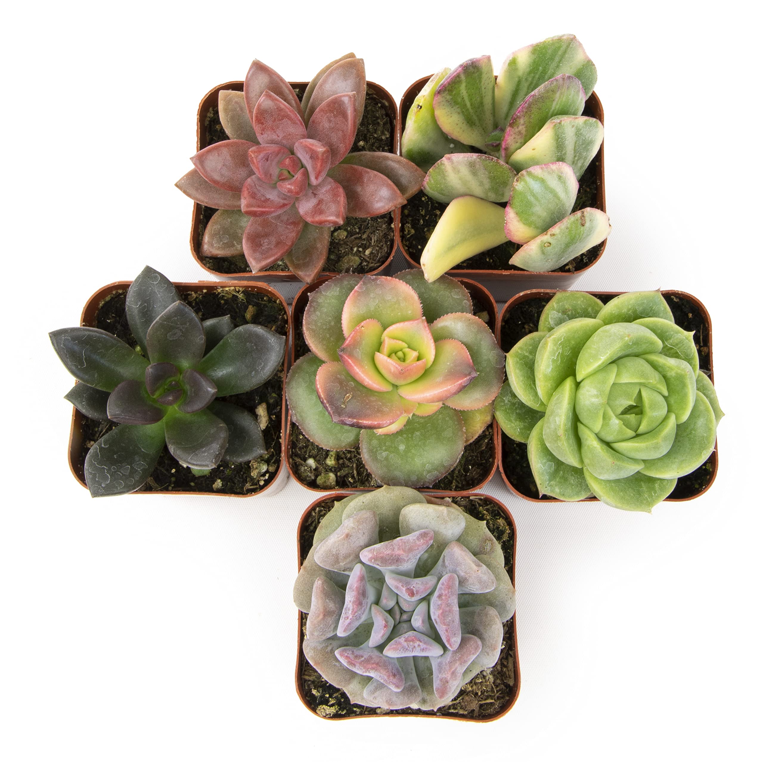 Altman Plants, Live Succulents Plants Live Houseplants (6PK), Succulents Live Plants Live House Plants Indoors Live, Live Cactus Plants Live Cacti Succulent Plants Live Indoor Plants Live Houseplants