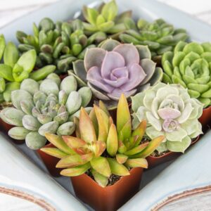 Altman Plants, Live Succulents Plants Live Houseplants (6PK), Succulents Live Plants Live House Plants Indoors Live, Live Cactus Plants Live Cacti Succulent Plants Live Indoor Plants Live Houseplants