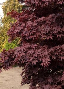 japanese bloodgood maple - 1 gallon established roots - acer palmatum, fast growing trees, easy care, bonsai, shade garden, zen garden