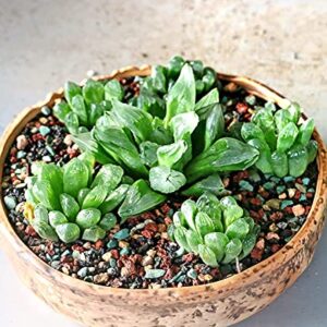 Succulent and Cactus Soil Gritty Mix Rocks, 6lb Bonsai Volcanic Gravel, Indoor Plant Drainage Lava Stones, Small Decorative Potting Pebbles for Terrarium Fairy Gardening and Houseplants Top Dressing