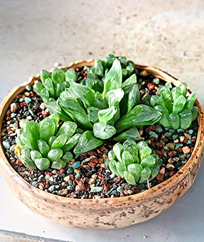 Succulent and Cactus Soil Gritty Mix Rocks, 6lb Bonsai Volcanic Gravel, Indoor Plant Drainage Lava Stones, Small Decorative Potting Pebbles for Terrarium Fairy Gardening and Houseplants Top Dressing