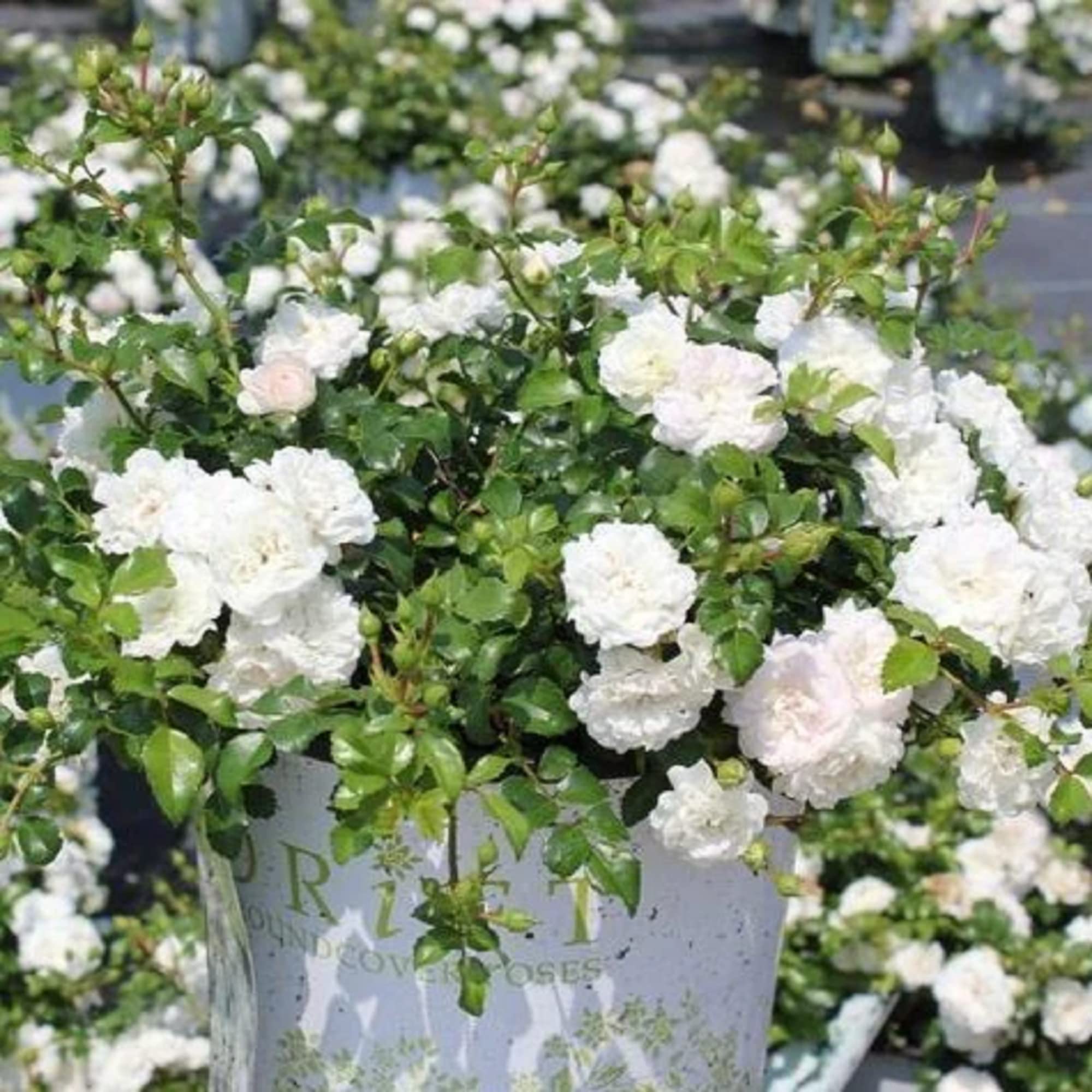 CHUXAY GARDEN White Miniature Rose 100 Seeds Hardy Flowering Plant Great for Bonsai Planting Mini Rare Shurb Grows in Garden and pots