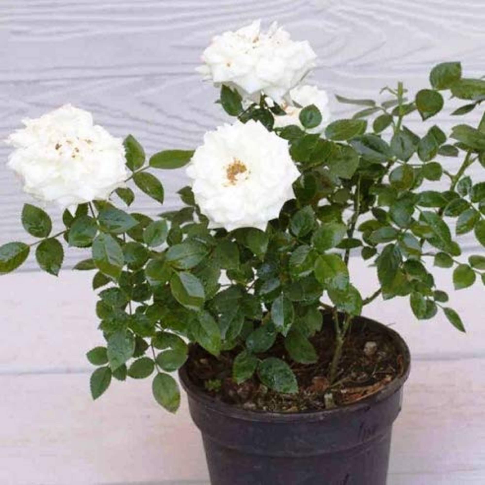 CHUXAY GARDEN White Miniature Rose 100 Seeds Hardy Flowering Plant Great for Bonsai Planting Mini Rare Shurb Grows in Garden and pots