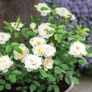 CHUXAY GARDEN White Miniature Rose 100 Seeds Hardy Flowering Plant Great for Bonsai Planting Mini Rare Shurb Grows in Garden and pots