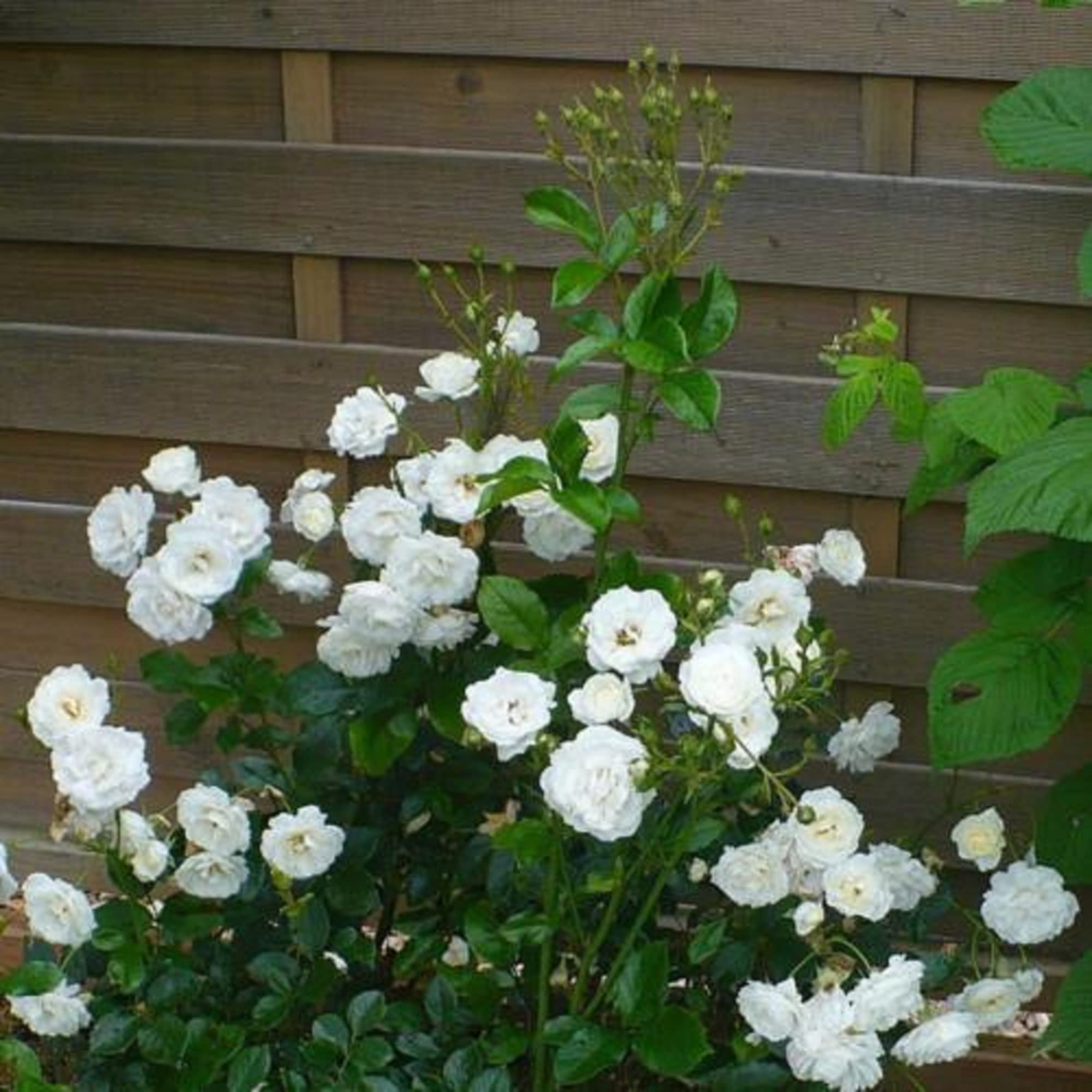 CHUXAY GARDEN White Miniature Rose 100 Seeds Hardy Flowering Plant Great for Bonsai Planting Mini Rare Shurb Grows in Garden and pots