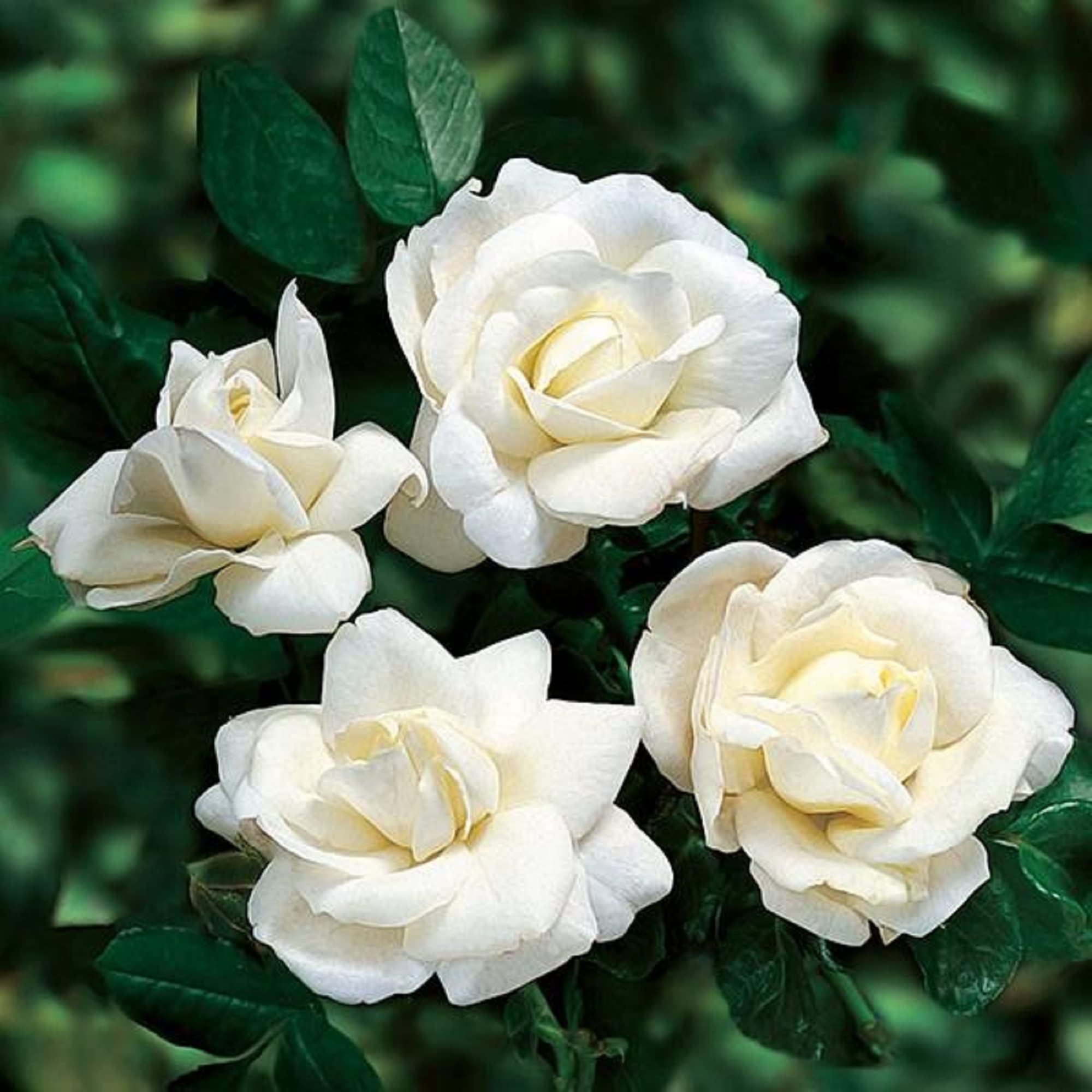 CHUXAY GARDEN White Miniature Rose 100 Seeds Hardy Flowering Plant Great for Bonsai Planting Mini Rare Shurb Grows in Garden and pots