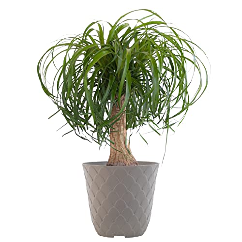 United Nursery Ponytail Palm Bush Beaucarnea Recurvata Easy Care Bonsai Plant Live Indoor Outdoor House Plant Ships in 6 Inch Grower Pot at 14 to 16 Inches Tall (Gray Decor Pot)