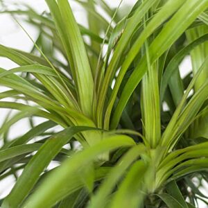 United Nursery Ponytail Palm Bush Beaucarnea Recurvata Easy Care Bonsai Plant Live Indoor Outdoor House Plant Ships in 6 Inch Grower Pot at 14 to 16 Inches Tall (Gray Decor Pot)