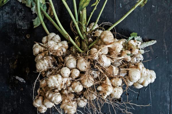 25 Live Jerusalem Artichoke Tubers | Sunchokes by Greenhouse PCA | Fresh Sunchoke Bulbs for Eating or Planting