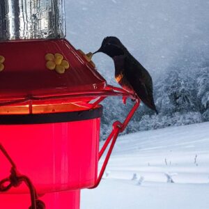 SHWORON Heated Hummingbird Feeders Outdoors, Feeder Heater Attaches to Bottom for Feed Hummingbirds in Freezing Weather Winter Outdoor Garden (Red) 13×13×7