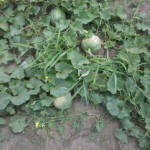 50 Minnesota Midget Cantaloupe Seeds for Planting Heirloom Non GMO 1.5+ Grams Garden Vegetable Bulk Survival Hominy