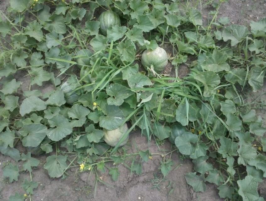 50 Minnesota Midget Cantaloupe Seeds for Planting Heirloom Non GMO 1.5+ Grams Garden Vegetable Bulk Survival Hominy