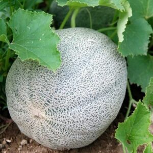 50 Minnesota Midget Cantaloupe Seeds for Planting Heirloom Non GMO 1.5+ Grams Garden Vegetable Bulk Survival Hominy