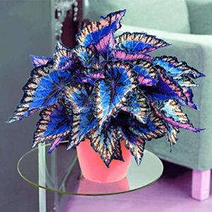 QAUZUY GARDEN 100 Rare Coleus Flower Seeds - Rare Color, Splendid Colorful Foliage Flower - Shade Garden Bonsai Patio Container Houseplant - Low-Maintenance