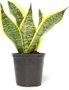 altman plants, live snake plant, sansevieria trifasciata superba, fully rooted indoor house plant in pot, mother in law tongue sansevieria plant, potted succulent plant, houseplant in potting soil