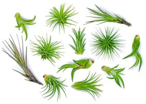 altman plants, 12 air plant variety pack - small tillandsia terrarium kit - assorted species of live tillandsia tropical house plants for sale, 2 to 5 inches each - air plants for indoor home decor