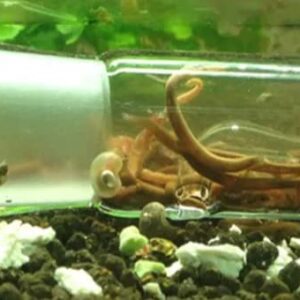 Planaria Trap Leech & Flatworm Trap/Catcher for Shrimp Tank or Aquarium by Awesome Aquatic (Combo 1 ea Glass 3 / Plastic 8 Hole)