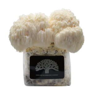 lion's mane mushroom grow kit by oakland mushroom co. | handmade with organic ingredients | ready to grow | harvest in 7-19 days