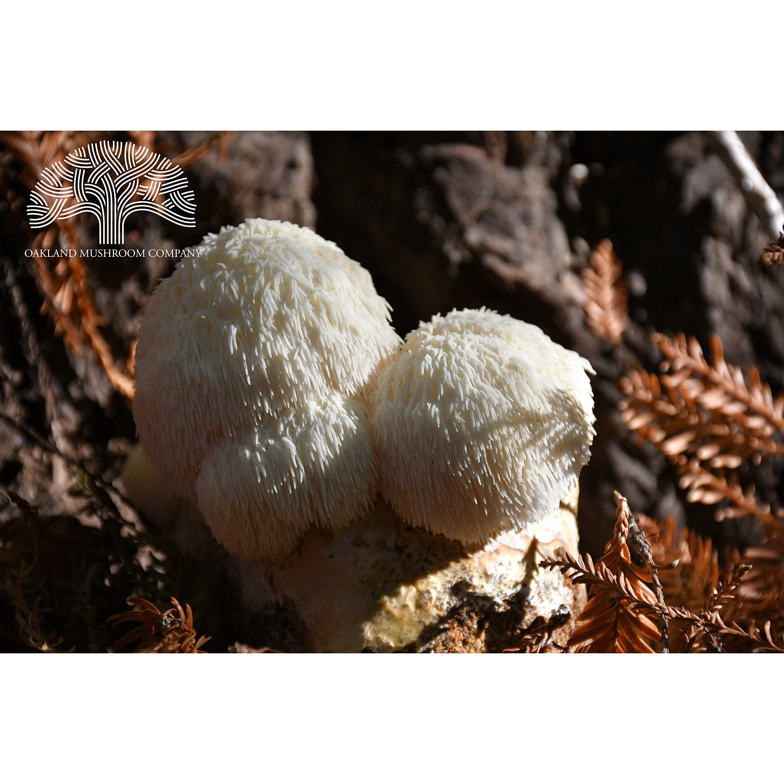 Lion's Mane Mushroom Grow Kit by Oakland Mushroom Co. | Handmade with Organic Ingredients | Ready to Grow | Harvest in 7-19 Days