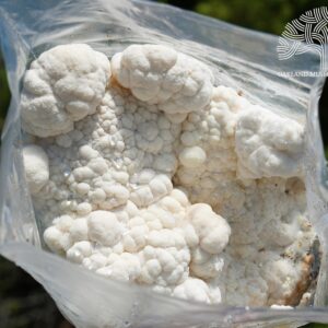 Lion's Mane Mushroom Grow Kit by Oakland Mushroom Co. | Handmade with Organic Ingredients | Ready to Grow | Harvest in 7-19 Days