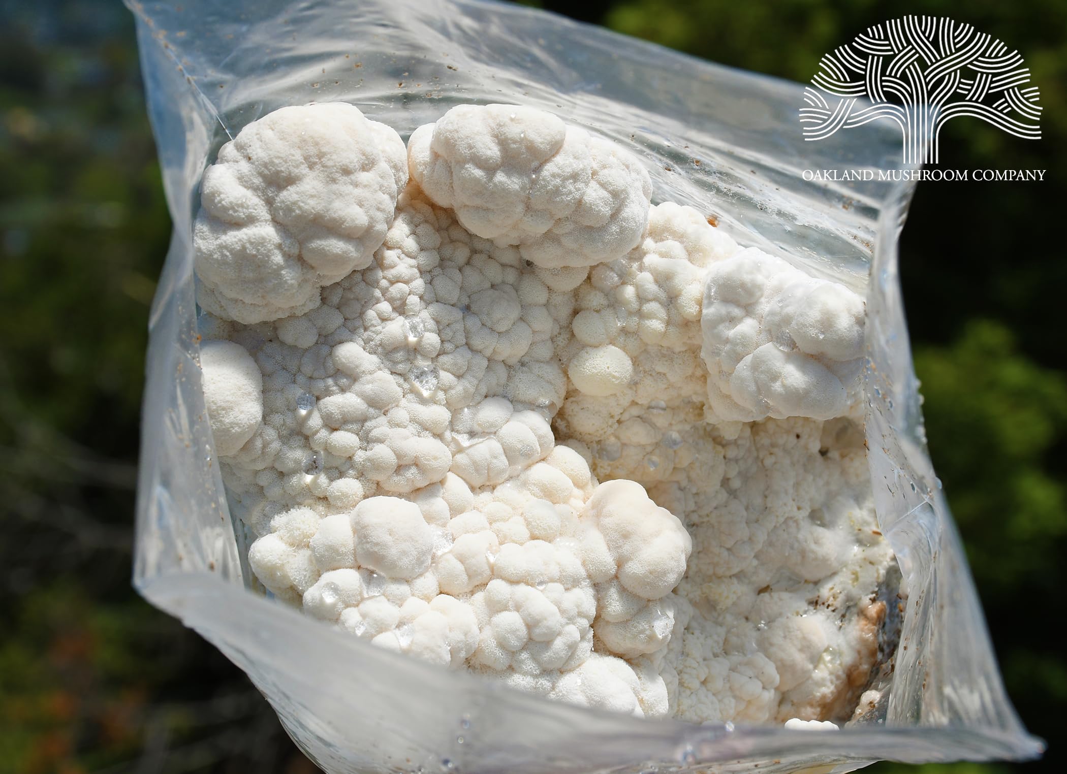 Lion's Mane Mushroom Grow Kit by Oakland Mushroom Co. | Handmade with Organic Ingredients | Ready to Grow | Harvest in 7-19 Days