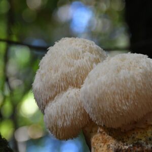 Lion's Mane Mushroom Grow Kit by Oakland Mushroom Co. | Handmade with Organic Ingredients | Ready to Grow | Harvest in 7-19 Days