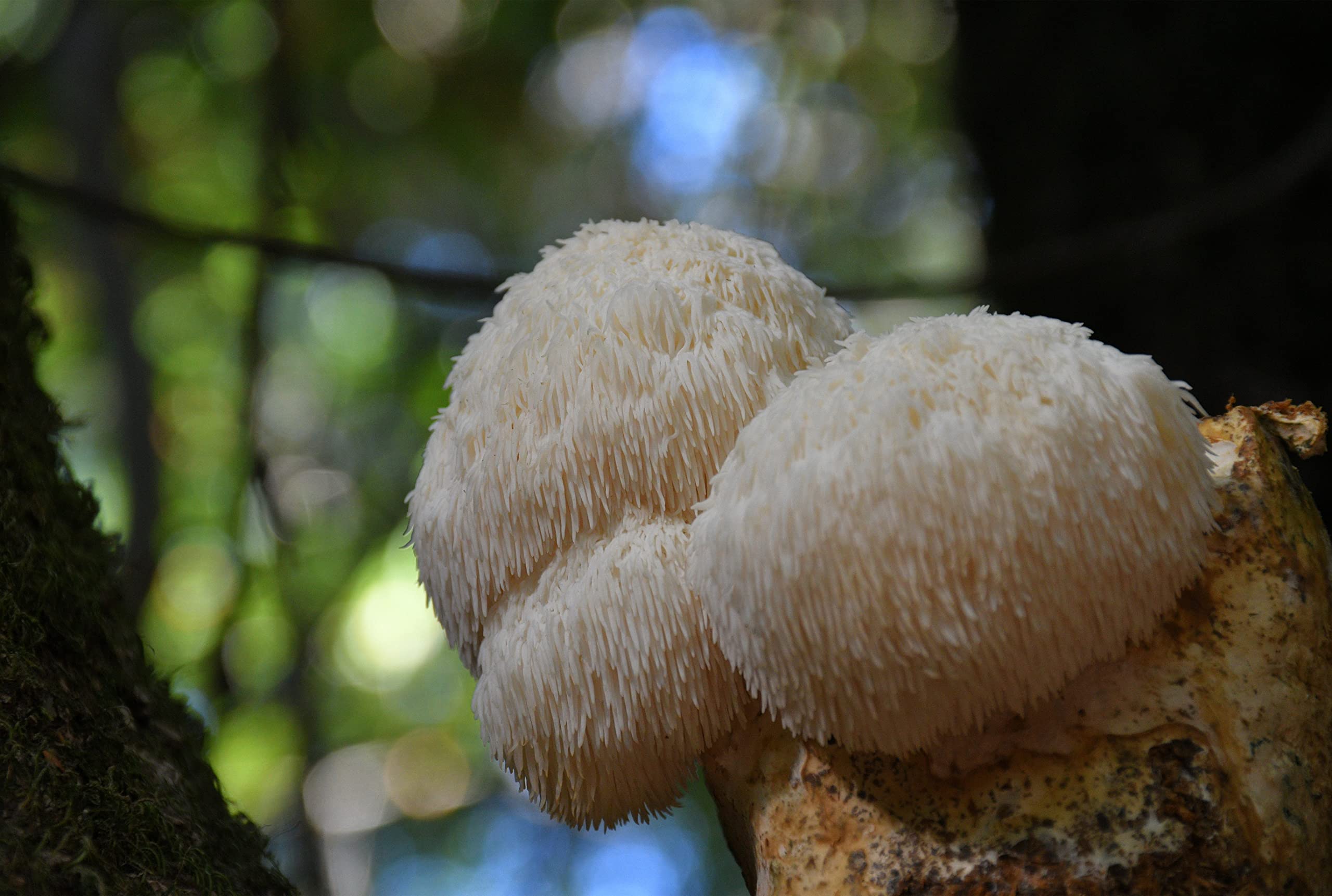 Lion's Mane Mushroom Grow Kit by Oakland Mushroom Co. | Handmade with Organic Ingredients | Ready to Grow | Harvest in 7-19 Days