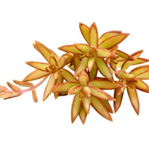 Live Succulent Cuttings (3 Sedum Adolphi 'Firestorm'), Succulents Plants Live, Succulent Plant NO Roots, House Plants Live Office Decoration, DIY Projects, Party Favor Gift by The Succulent Cult