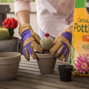 Miracle-Gro Cactus, Palm & Citrus Potting Mix, 8 qt. (3-Pack)