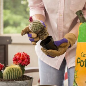 Miracle-Gro Cactus, Palm & Citrus Potting Mix, 8 qt. (3-Pack)