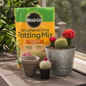 Miracle-Gro Cactus, Palm & Citrus Potting Mix, 8 qt. (3-Pack)